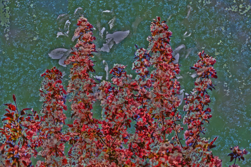 Rosa Blüten 2 - Egbert Krupp