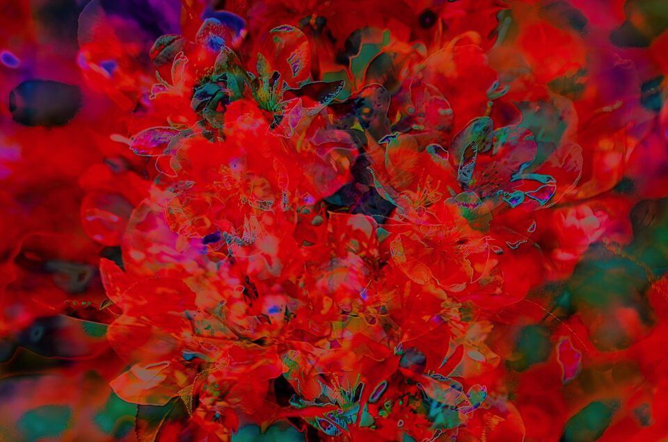 Rosa Blüten 3 - Egbert Krupp